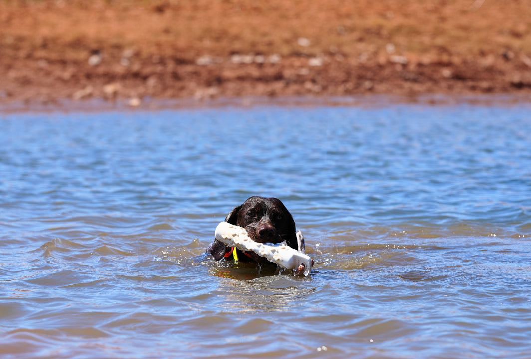 How to Introduce Your Dog to Water and Water Retrieves – DT Systems