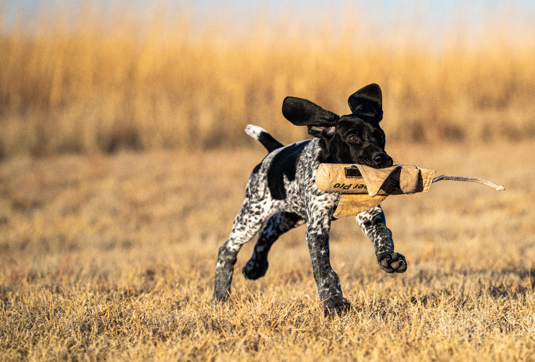How to Begin Retriever Training with Your Puppy – DT Systems